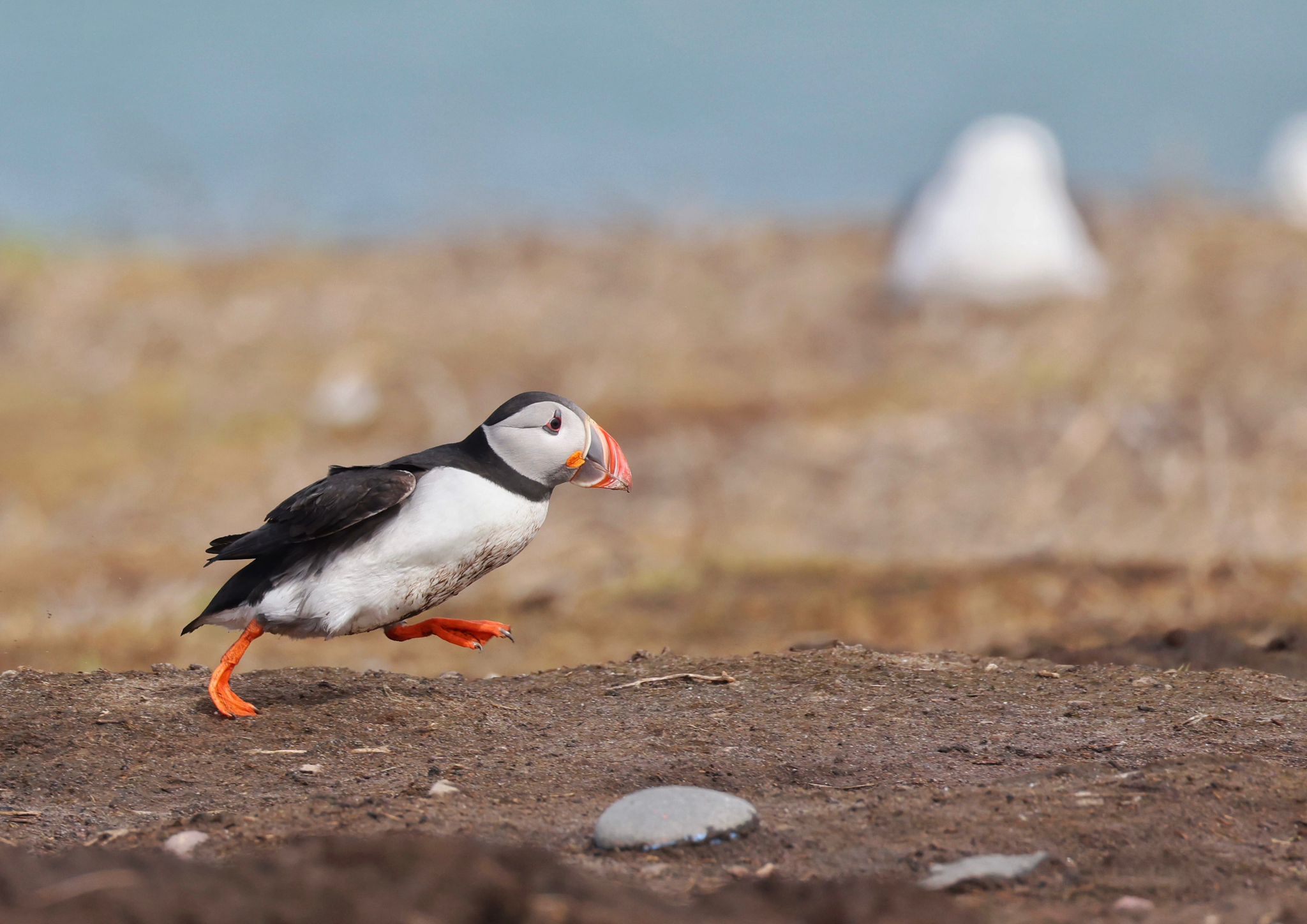 Huffin and puffin - The QT