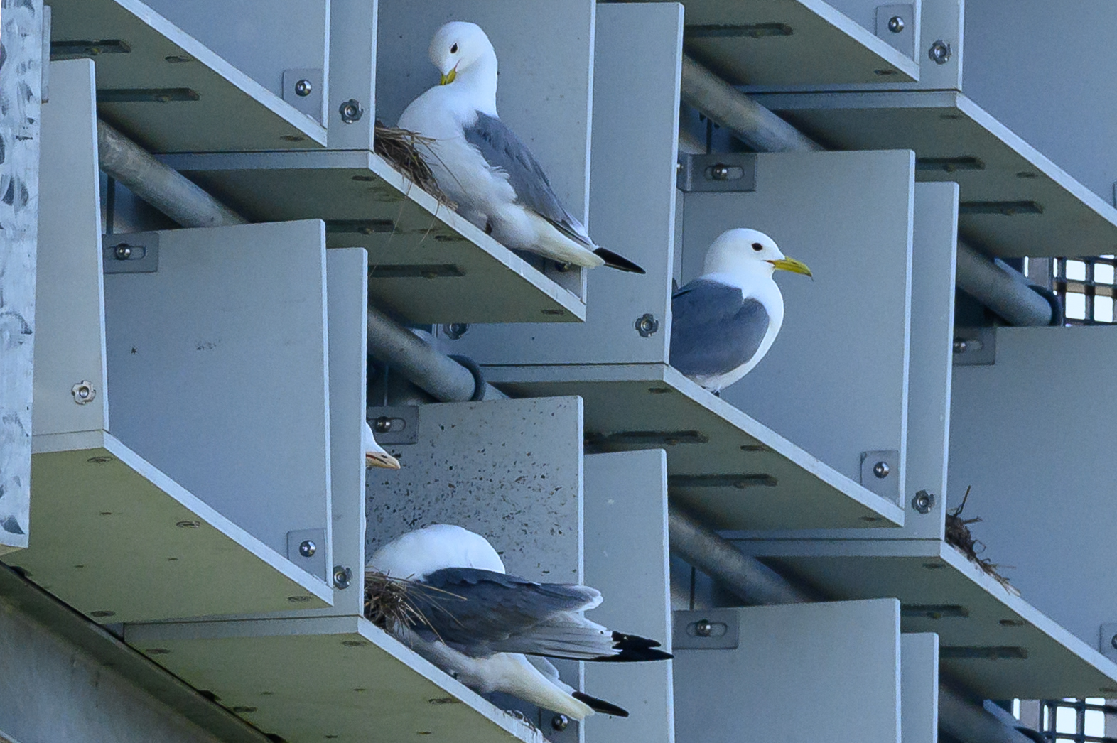 Kittiwakes protection reaches new heights - The QT