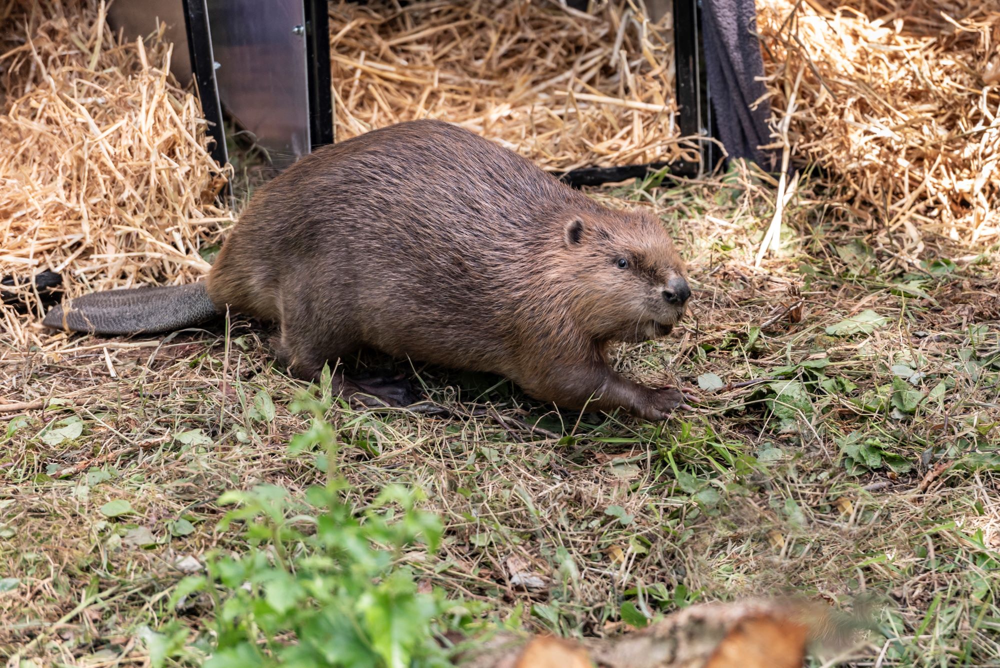 A beaver safari on the Wallington estate - The QT